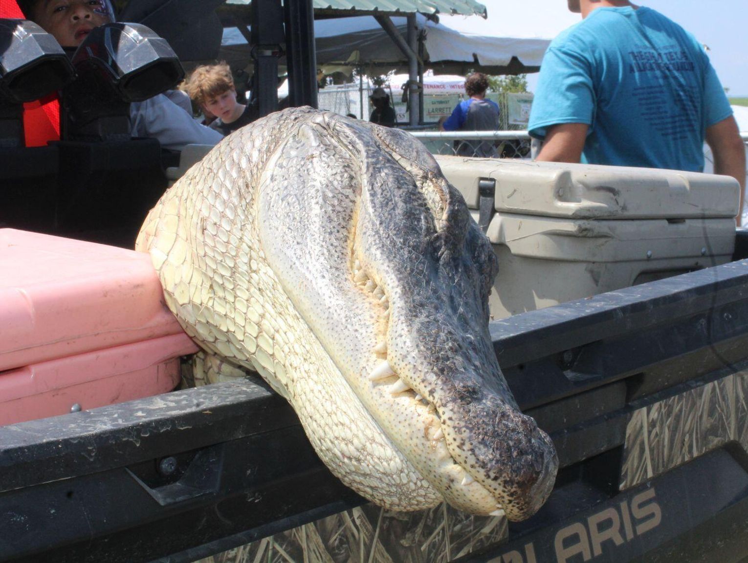 Hope lingers for Alligator Roundup